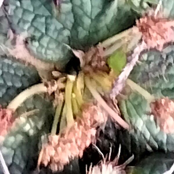 Platdoring (Arctopus Echinatus) Care Guide: Water, Soil & Propagation ...