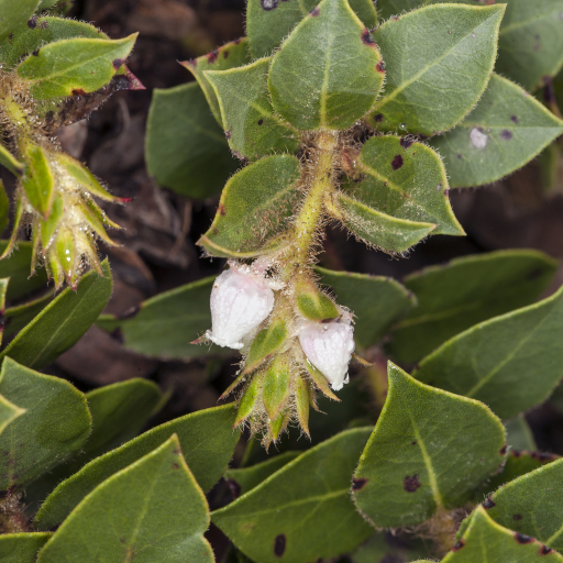 San Bruno Mountain Manzanita (Arctostaphylos Imbricata) Plant Care ...