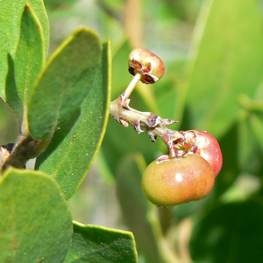 Common Manzanita (Arctostaphylos Manzanita) Plant Care & How to Grow, Water