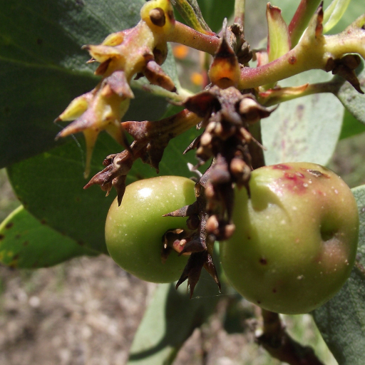 Inkberry (Ilex Glabra) Plant Care & How to Grow, Water
