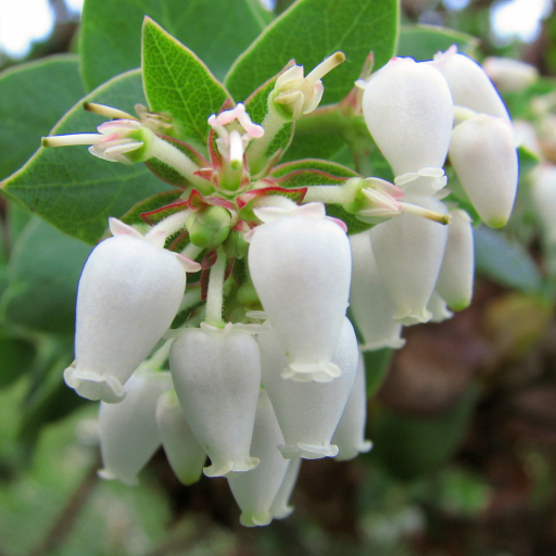 Alameda Manzanita (Arctostaphylos Pallida) Plant Care & How to Grow, Water