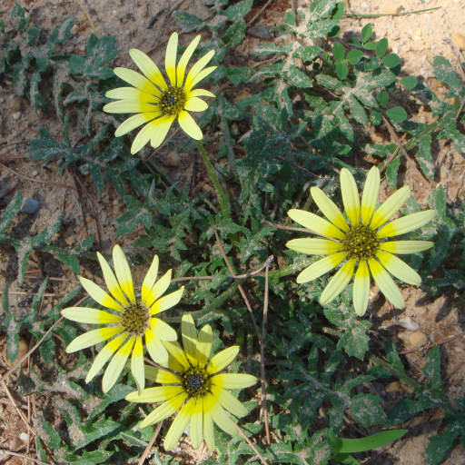 Wild Sage (Salvia Polystachia) Plant Care & How to Grow, Water