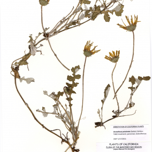 Coastal Daisy (Arctotheca Prostrata) Plant Care & How to Grow, Water