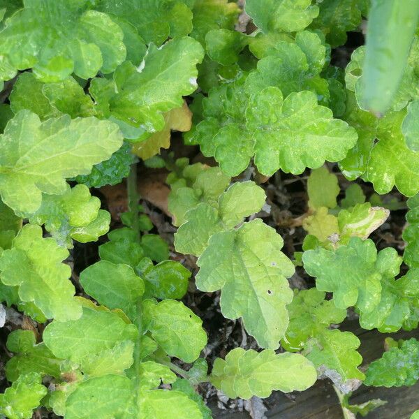 Sunburst Namaqualand Daisy (Arctotis Arctotoides) Plant Care & How to ...