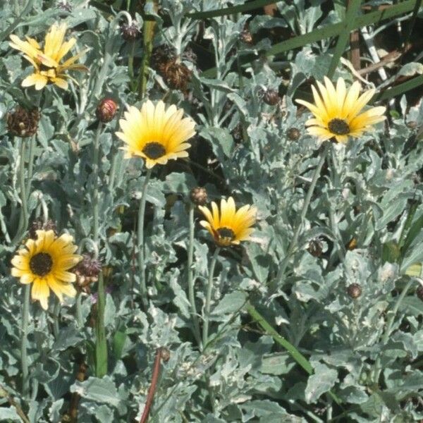 Arctotis Auriculata Plant Care & How to Grow, Water