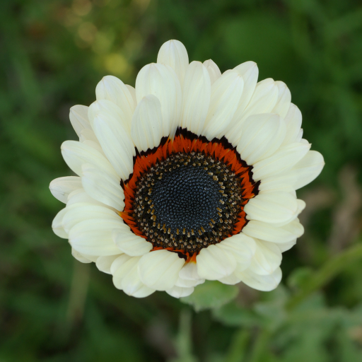 Cape Daisy (Arctotis Fastuosa) Plant Care & How to Grow, Water