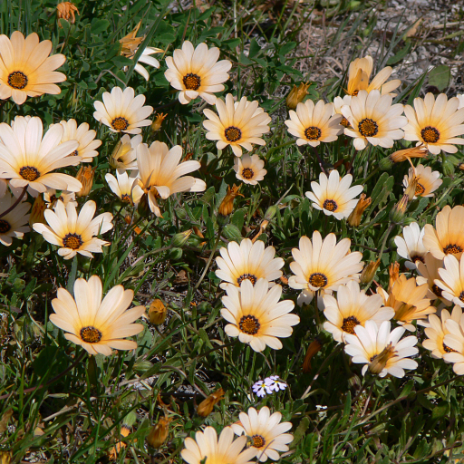 African Daisy (Arctotis Venusta) Care Guide: Water, Soil & Propagation ...