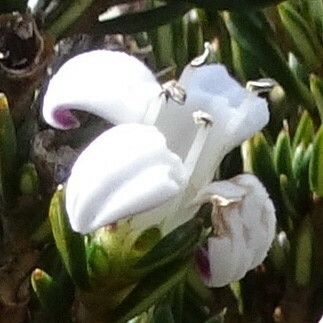 Arcytophyllum Nitidum Care Guide: Water, Soil & Propagation - Plantiary