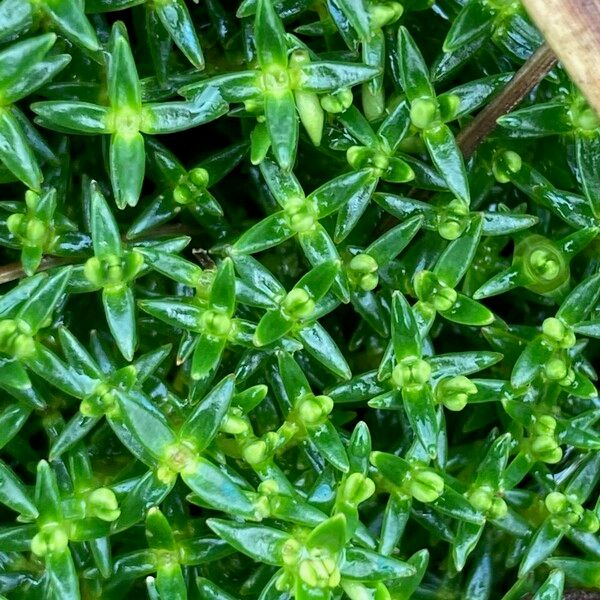 Arcytophyllum Setosum Care Guide: Water, Soil & Propagation - Plantiary