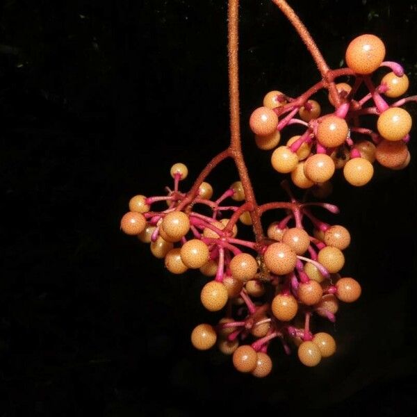 Ardisia Brenesii Care Guide: Water, Soil & Propagation - Plantiary
