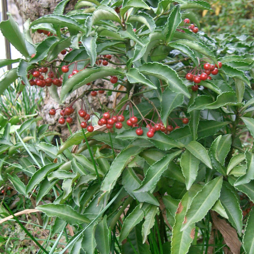 Coralberry (Ardisia Crenata) Plant Care & How to Grow, Water