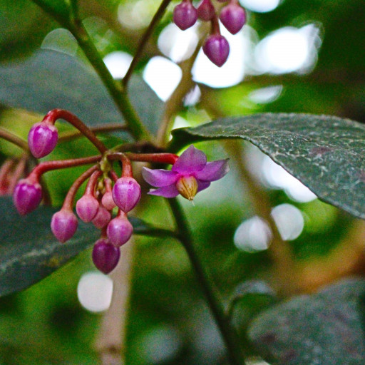 Low Shoebutton (Ardisia Humilis) Plant Care & How to Grow, Water