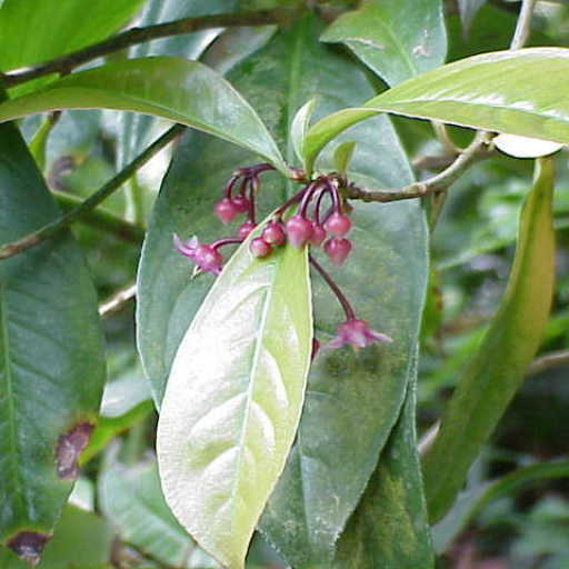 China-Shrub (Ardisia Solanacea) Care Guide: Water, Soil & Propagation ...