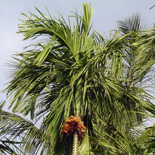 Areca Palm (Areca Catechu) Plant Care & How to Grow, Water