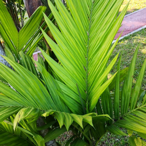 Australian Areca Palm (Areca Triandra) Plant Care & How to Grow, Water