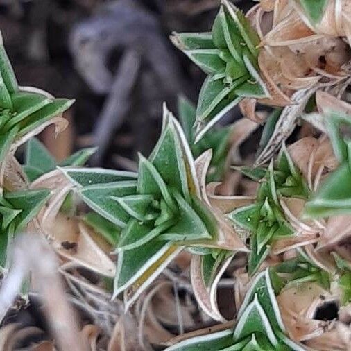 Arenaria Aggregata Plant Care & How to Grow, Water