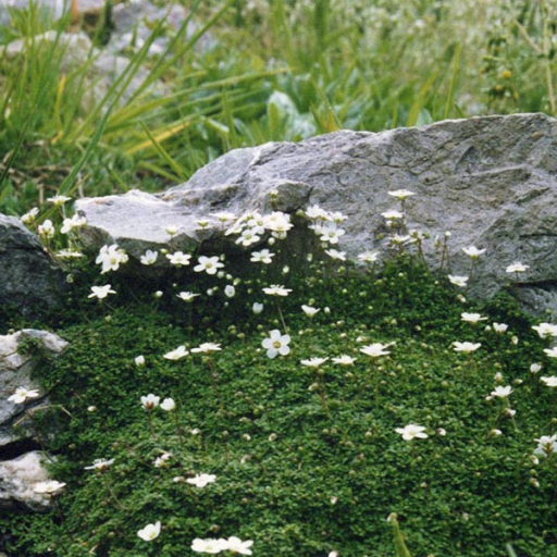 Mossy Sandwort (Arenaria Balearica) Plant Care & How to Grow, Water