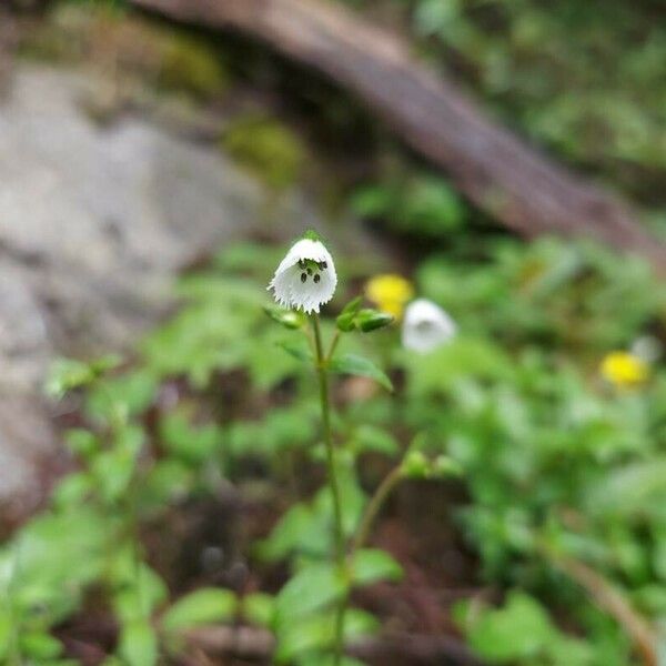 Hilly Sandwort (Arenaria Benthamii) Plant Care & How to Grow, Water