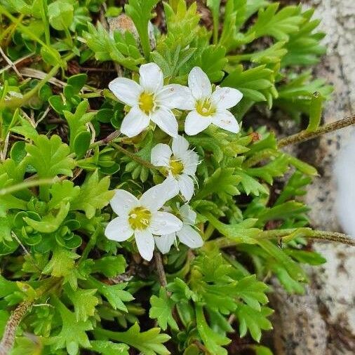 Two-flowered Sandwort (Arenaria Biflora) Plant Care & How to Grow, Water