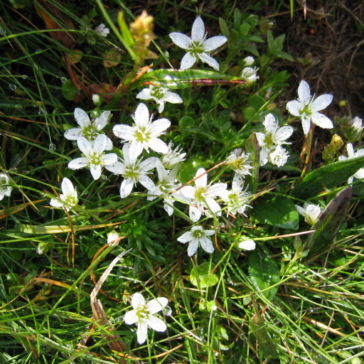 Fringed Sandwort (Arenaria Ciliata) Plant Care & How to Grow, Water