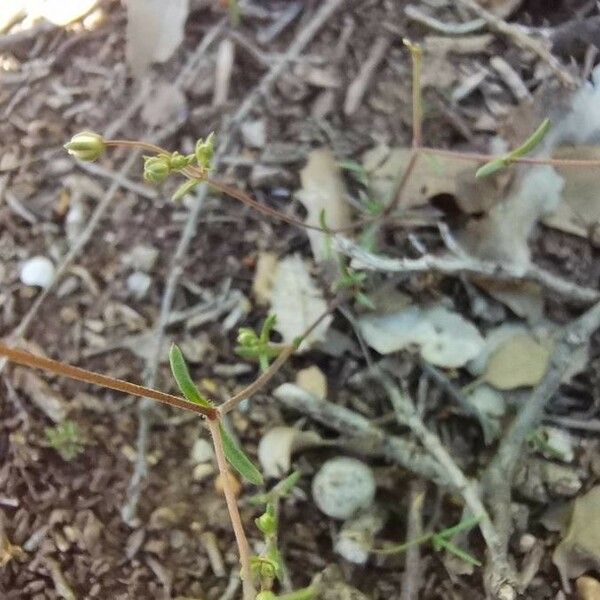 Arenaria Controversa Plant Care & How to Grow, Water