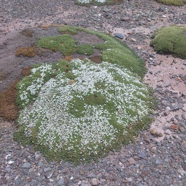 Arenaria Digyna Care Guide: Water, Soil & Propagation - Plantiary