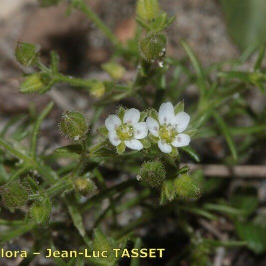 Arenaria Emarginata Plant Care & How to Grow, Water