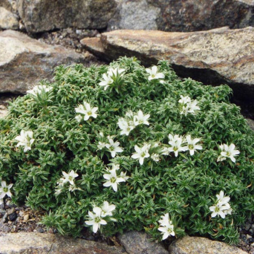 Arenaria Erinacea Plant Care & How to Grow, Water