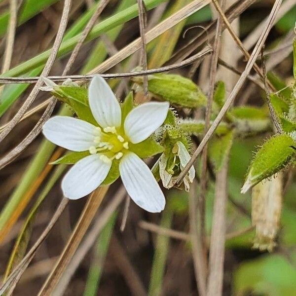 Arenaria Foliosa Plant Care & How to Grow, Water
