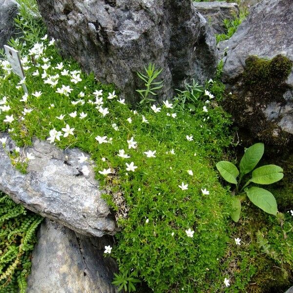 Arenaria Gracilis Care Guide: Water, Soil & Propagation - Plantiary