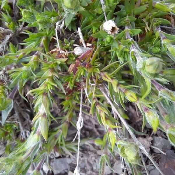 Large-Flowered Sandwort (Arenaria Grandiflora) Plant Care & How to Grow ...
