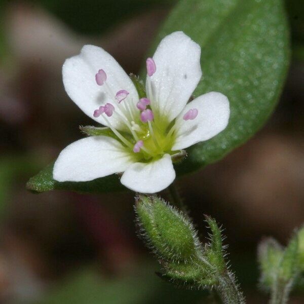 Spanish Sandwort (Arenaria Hispanica) Plant Care & How to Grow, Water