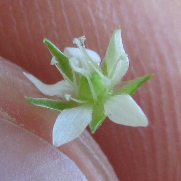 Spread Sandwort (Arenaria Lanuginosa) Plant Care & How to Grow, Water