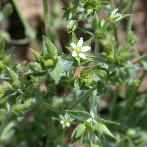 Thyme-Leaved Sandwort (Arenaria Leptoclados) Plant Care & How to Grow ...