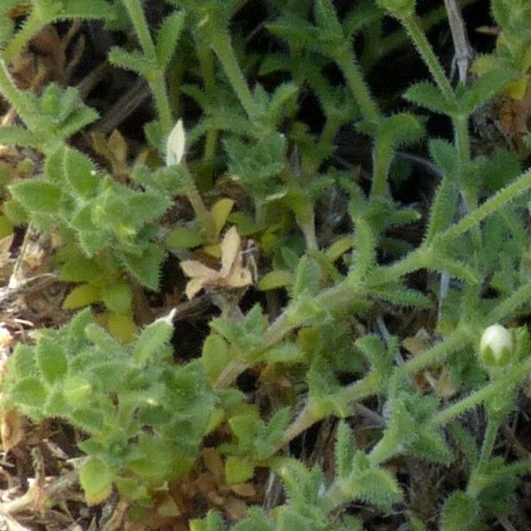 Cadi Sandwort (Arenaria Ligericina) Care Guide: Water, Soil ...
