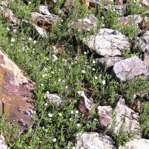 Mountain Sandwort (Arenaria Montana) Plant Care & How to Grow, Water