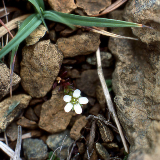 Arctic Sandwort (Arenaria Norvegica) Care Guide: Water, Soil ...