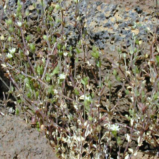 Thyme-Leaf Sandwort (Arenaria Serpyllifolia) Care Guide: Water, Soil ...