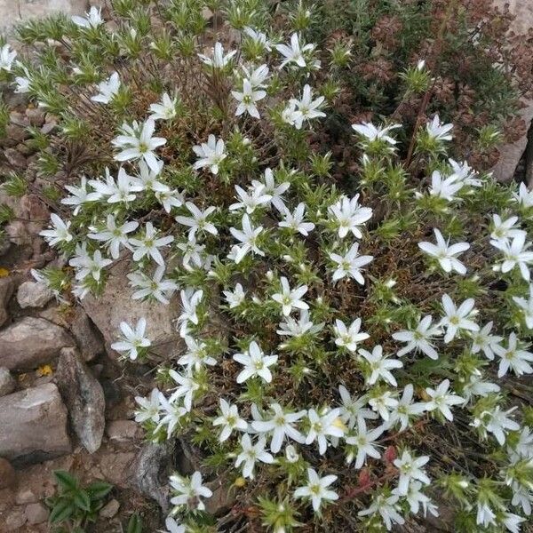 Imbricate Sandwort (Arenaria Tetraquetra) Plant Care & How to Grow, Water