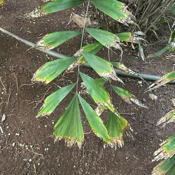 Arenga Caudata Plant Care & How to Grow, Water