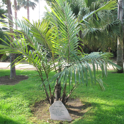 Formosa Palm (Arenga Engleri) Plant Care & How to Grow, Water