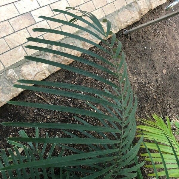 Arenga Tremula Plant Care & How to Grow, Water