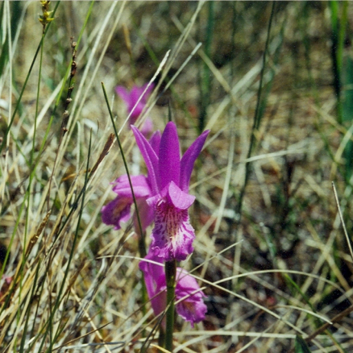Dragon's-Mouth (Arethusa Bulbosa) Plant Care & How to Grow, Water