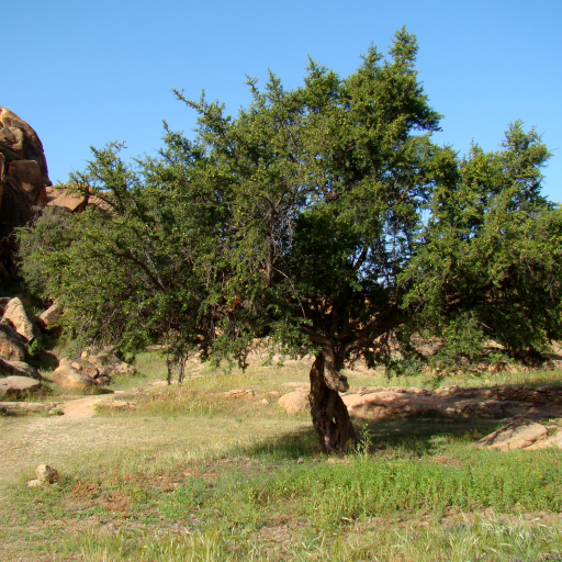 Argantree (Argania Spinosa) Care Guide: Water, Soil & Propagation ...