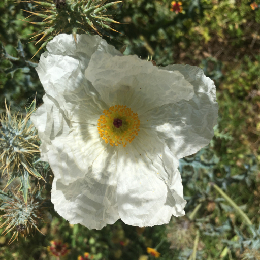 White Prickly Poppy (Argemone Albiflora) Plant Care & How to Grow, Water