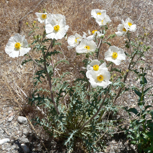 Chicalote (Argemone Munita) Plant Care & How to Grow, Water