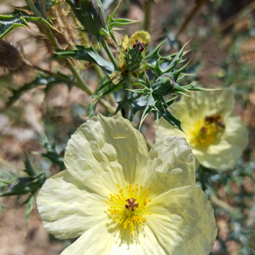 Pale Mexican Pricklypoppy (Argemone Ochroleuca) Plant Care & How to ...