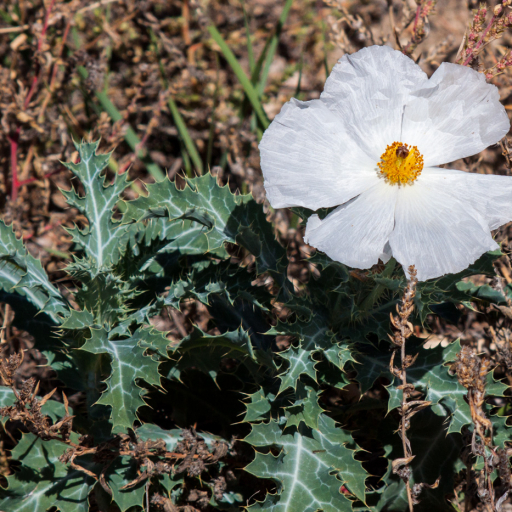 Crested Pricklypoppy (Argemone Polyanthemos) Plant Care & How to Grow ...