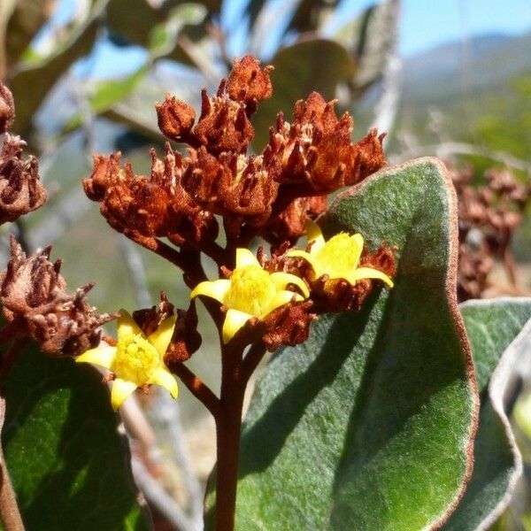 Argophyllum Brevipetalum Care Guide: Water, Soil & Propagation - Plantiary