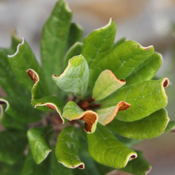 Argophyllum Grunowii Care Guide: Water, Soil & Propagation - Plantiary